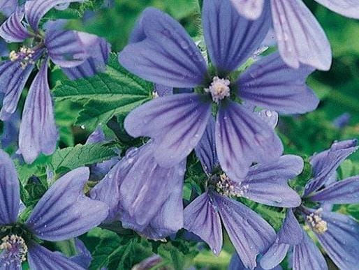 Mallow Blue | by Aikaacwann | Oct, 2025 | Medium