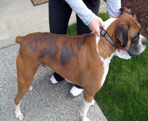 HOW TO DEAL WITH DOG SKIN PROBLEMS? | by Techno Vets | Medium
