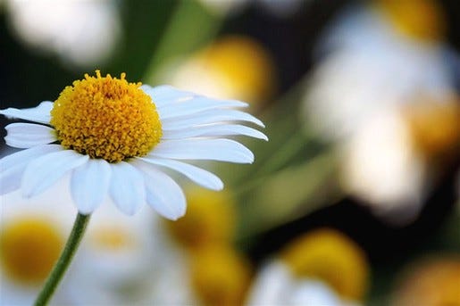 Maria em forma de flor. Era uma vez uma menina que nasceu de… | by ...