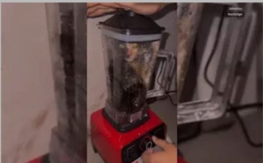 Cat In Blender { Full Video Viral } Twitter Original | by ... Cat In Blender { Full Video Viral } Twitter Original | by ...