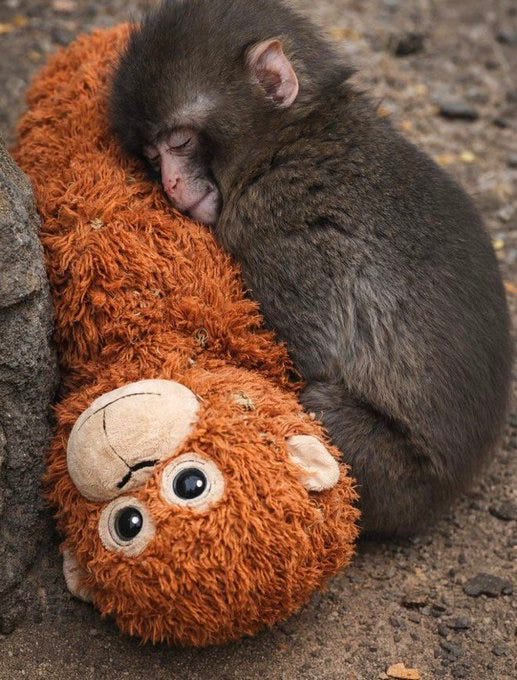 The Viral Monkey. The mirror image of our own life. | by Shayak Pal ...