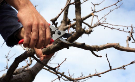THE ROLES AND IMPORTANCE OF TREE PRUNING | by Chris White | Medium