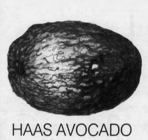 I like big HASS and I cannot lie — the Hass/Haas avocado conundrum | by ...