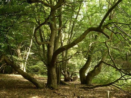 The Howling Forest of Kent, UK.. Numerous strange incidents and… | by ...