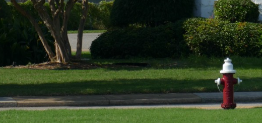 The Tree Talked to the Fire Hydrant - The Daily Cuppa - Medium