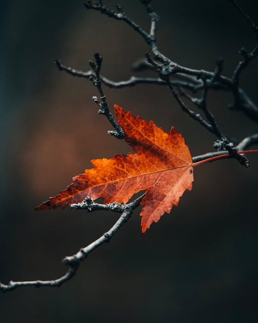 The Shaking Leaf - Sana Ullah Wazir - Medium