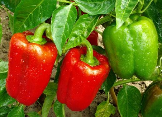 Bell pepper. Colorful bell pepper also called a bell… | by Bsweet_n ...
