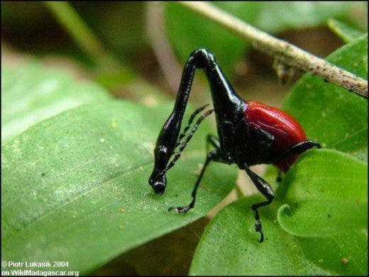 “Giraffe Weevil”. Native to Madagascar, the… | by D K | Medium