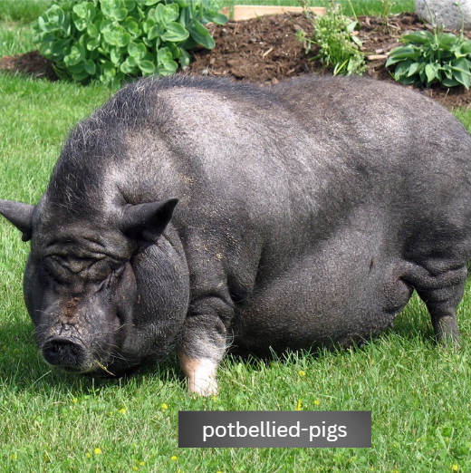 Potbellied Pig. How to Care for Your Potbellied Pig: A… | by ...