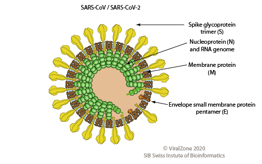 Virus — Understanding from science perspective | by Rajneesh Aggarwal ...