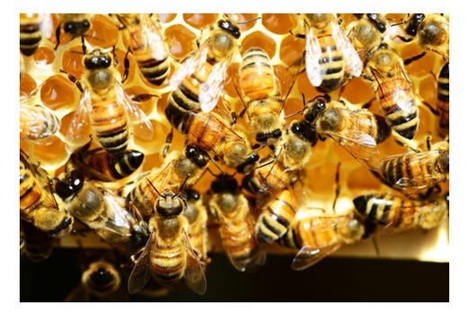 7 Little known Facts about the Omnipresent Bees | by India Environment ...