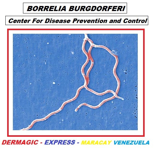 Borrelia Burgdorferi Microscope