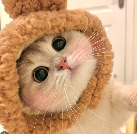 Java Interview Questions : Multithreading (Threads, ExecutorService , Callable, Future) | by ...