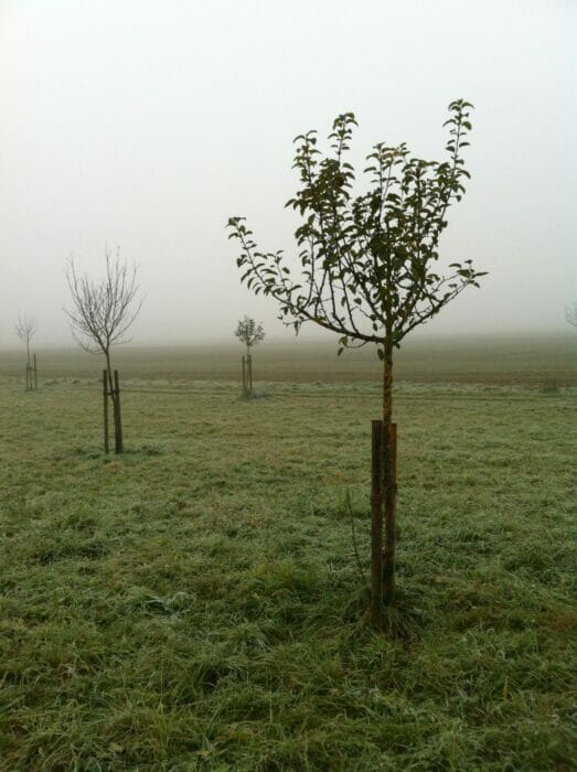 Revolutionizing Tree Support with 3D Printing | by 3Ddeal.com | Medium