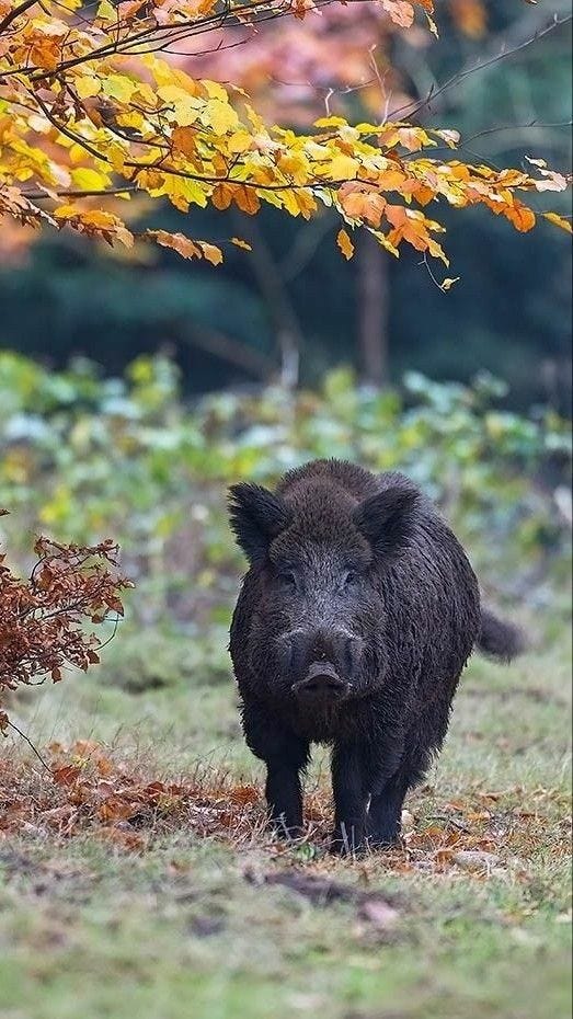 Guide to Texas Hog Hunting : A Thrilling Outdoor Experience | by Oxferd ...