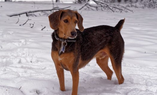 Beagleman: Dog Breed, Health and situations, Care Full Info | by Rodyw ...