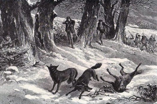 Wolf Pack Hunting Drawings