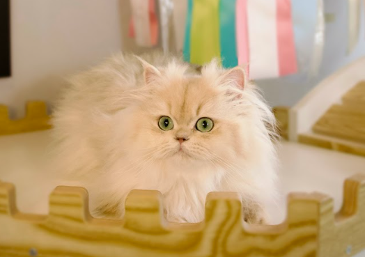 Essential Nutrition for British Longhairs | CatKing Cattery | Medium