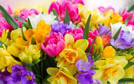 How Do Flowers Get Their Colors?. It comes from the pigment. Just like ...