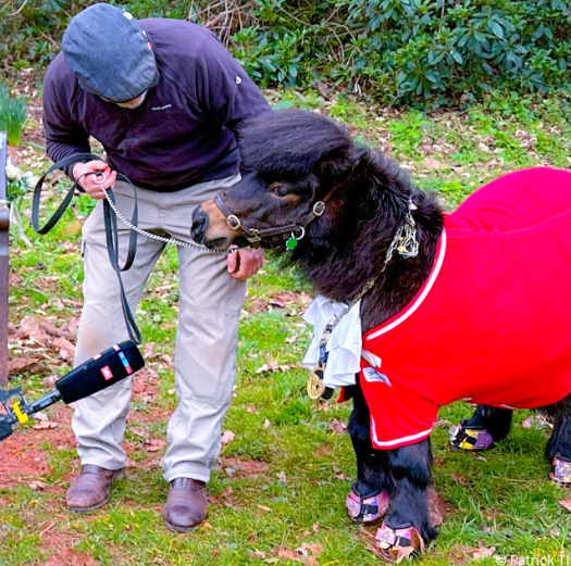 A Pony Is Mayor In This English Town | by Kristina God | The Shortform ...