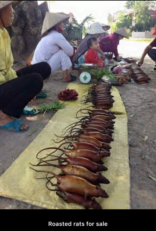 Roasted Rat Is Like A Happy Meal In Some Places - Think On Your Own ...