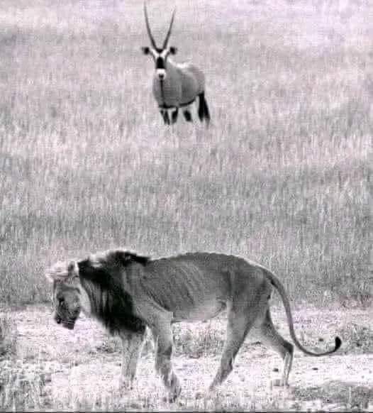 No matter how long it lives, the Greatest Lion will eventually die ...