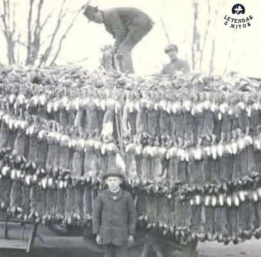 HISTORY IN PHOTOGRAPHS. HOW RABBITS | by Musafong | Apr, 2025 | Medium