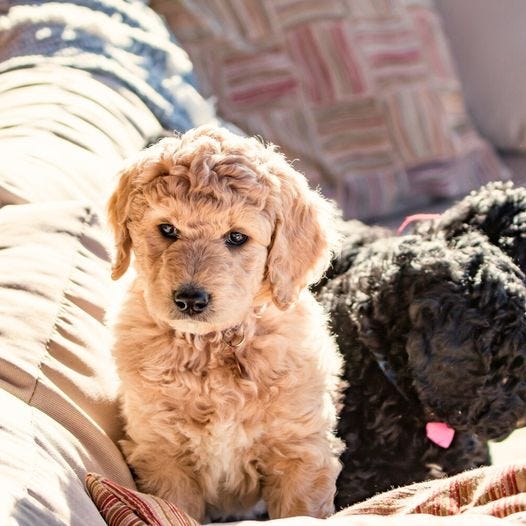 Mini Goldendoodle Colorado - Doodles For Colorado - Medium