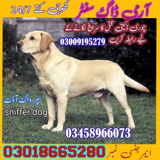 Army Dog Center Shakargarh 03458966073 Special Trained Dogs - Army Dog ...