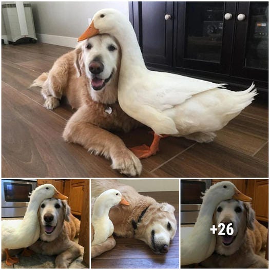 Feathers & Fur Unite: Where Dogs and Ducks Embrace the Unexpected Magic ...