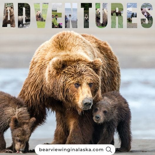Where to do the best bear watching in Alaska? - Mel Erickson - Medium