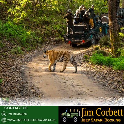 Explore the wilderness with Jim Corbett Jeep Safari! 🐾 From thrilling safaris to cozy ...