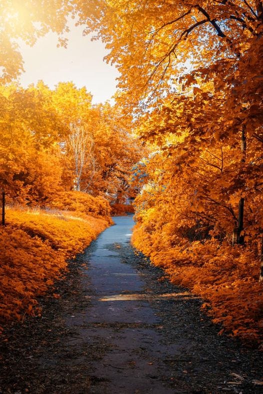Nature Summer To Fall Transition
