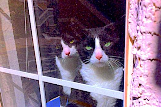 My Cats Practice Social Distancing | by Russ Cooper | Medium