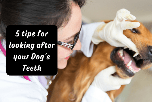 5 tips for looking after your Dog’s Teeth | by Furbabeez Pet Boutique ...
