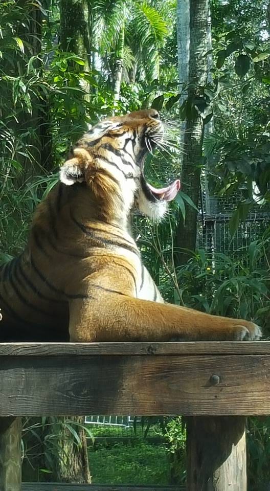 Taming The Tiger. Understanding and decreasing anxiety | by Recovery ...
