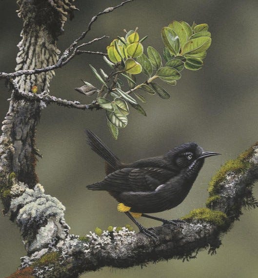 The Last Song of the Kauaʻi ʻōʻō Bird: A Song We Silenced Forever: | by ...