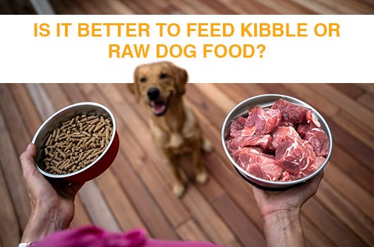Ending the Dog Food Debate: Kibble vs. Raw — Which One Is Better? | by Everythingraw | Medium