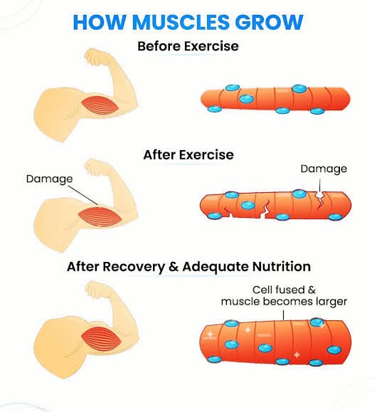 IMPORTANCE OF PROTEIN FOR MUSCLE REPAIR AND RECOVERY | by Ashlee Joy ...