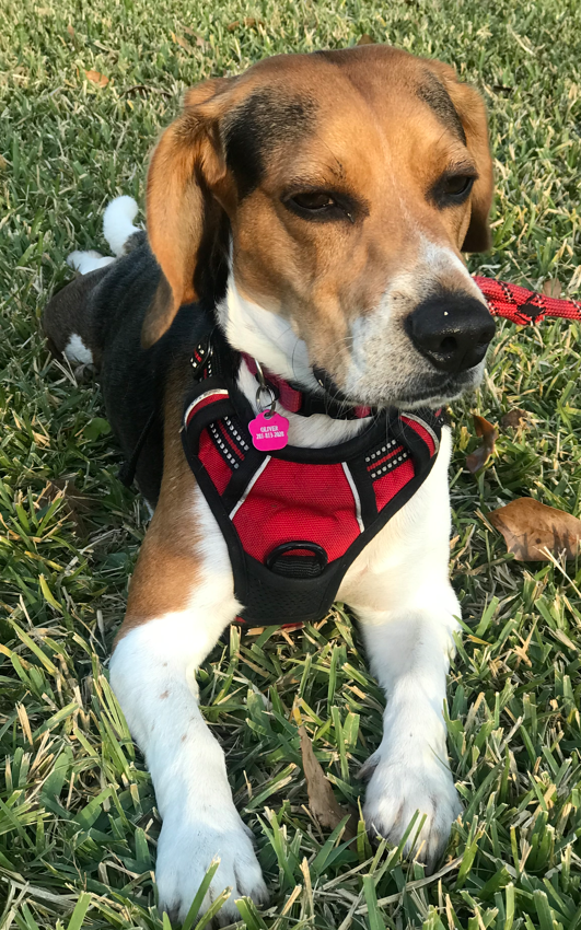 Dog Yay or Nay!. Growing up in a developing country, we… | by ...