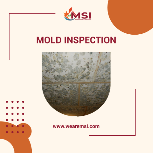 Explore the Link between Water Damage and Mold Infestation - Mold ...