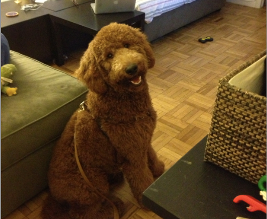 My dog’s name is Charlie.. And he’s amazing. | by Kunal Merchant | Medium