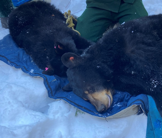 Black Bears in the Field. They were smaller than I thought they… | by ...