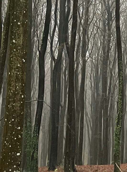 trees - Mark Culmer - Medium