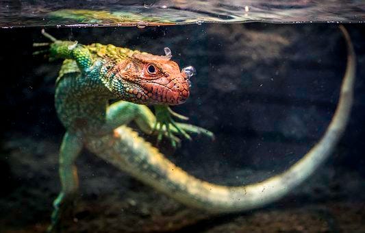 Interesting Facts about Reptiles You need to Know | by Reptil ebjasea ...