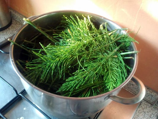 Field horsetail, toad pipe, common horsetail by @confluencemedia | by ...