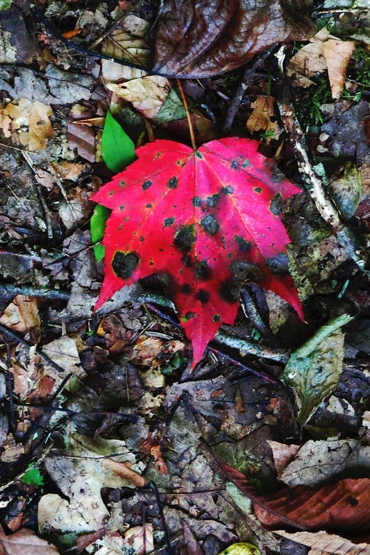 The Far-Ranging Red Maple. As I write, it is 56 degrees in… | by Joe ...