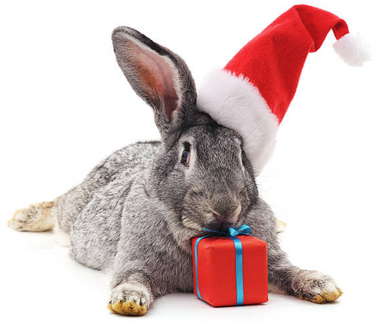 Channel your inner hare this December | by Julie Anne Supportive ...