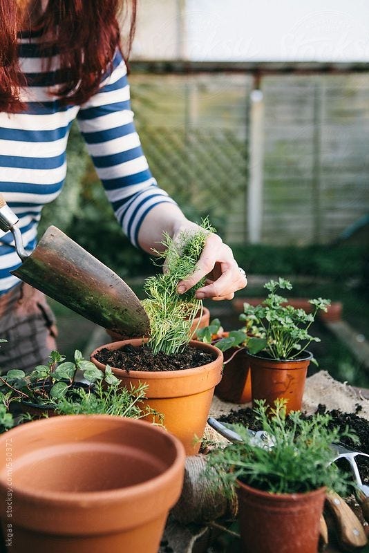 “Gardening:My Passionate Hobby.” | by Alisha Rafique | Medium