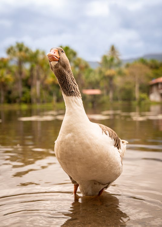 Goose in a bottle. Zen Koans are riddles that make you… | by E. G ...